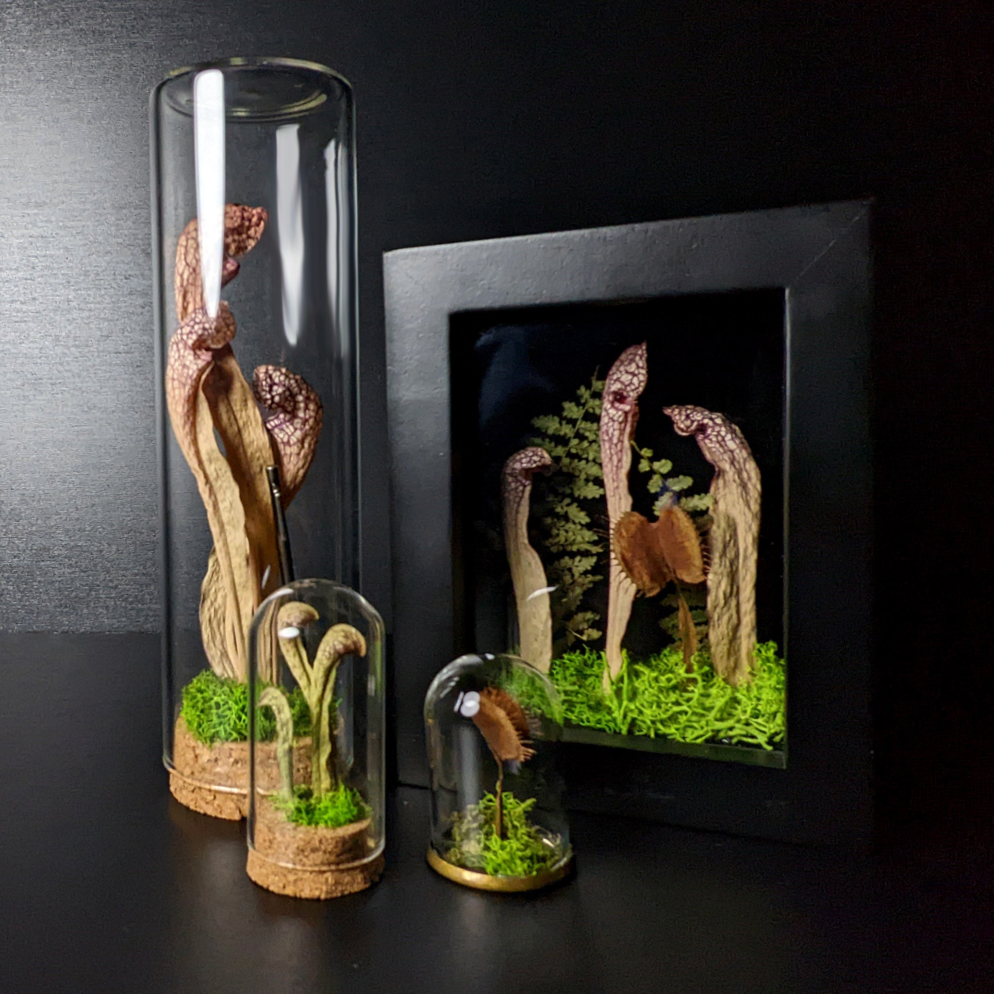 The Deadly Botany Collection – Strange Species