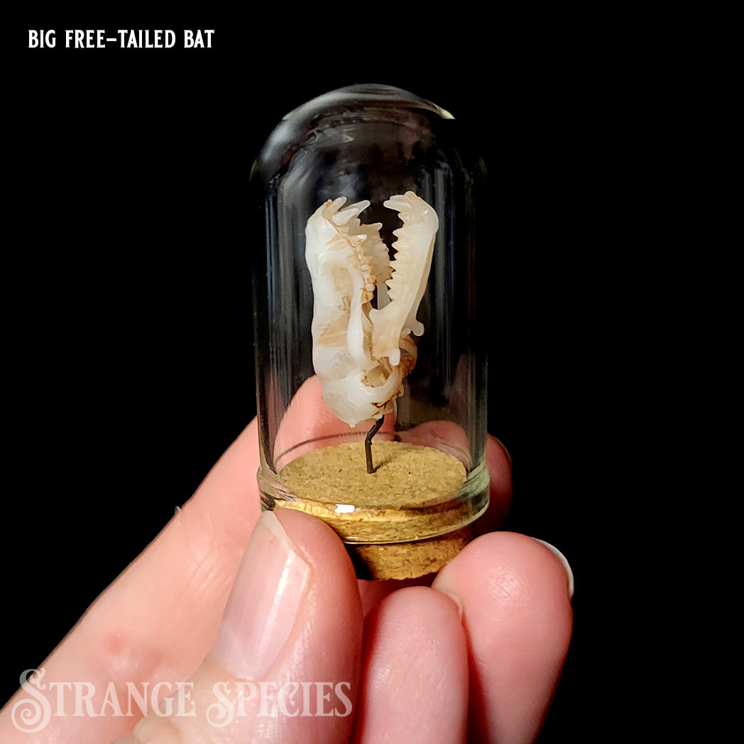 Life Sized Bat Skull Replicas in Glass Display Domes – Strange Species