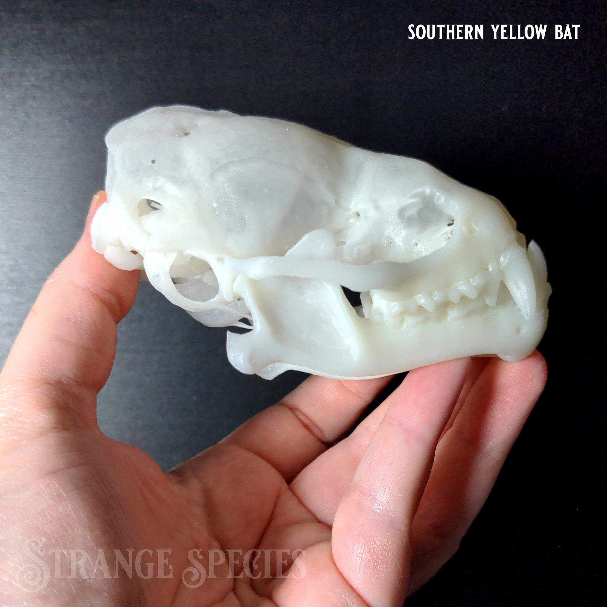 Conservation Edition Enlarged Bat Skull Replicas – Strange Species