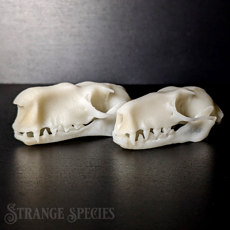 The Strange Skulls Collection – Strange Species