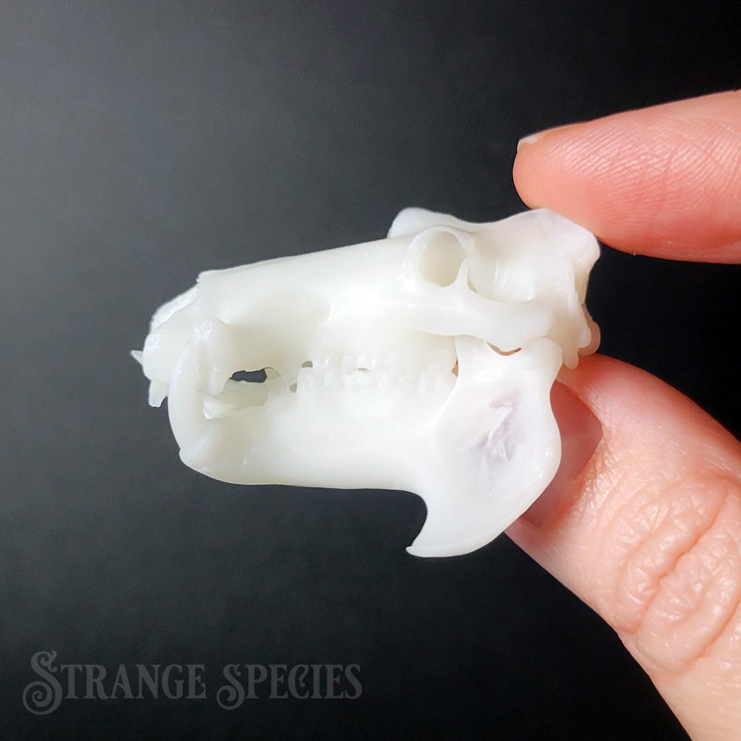 North American House Hippo Skull Replica – Strange Species