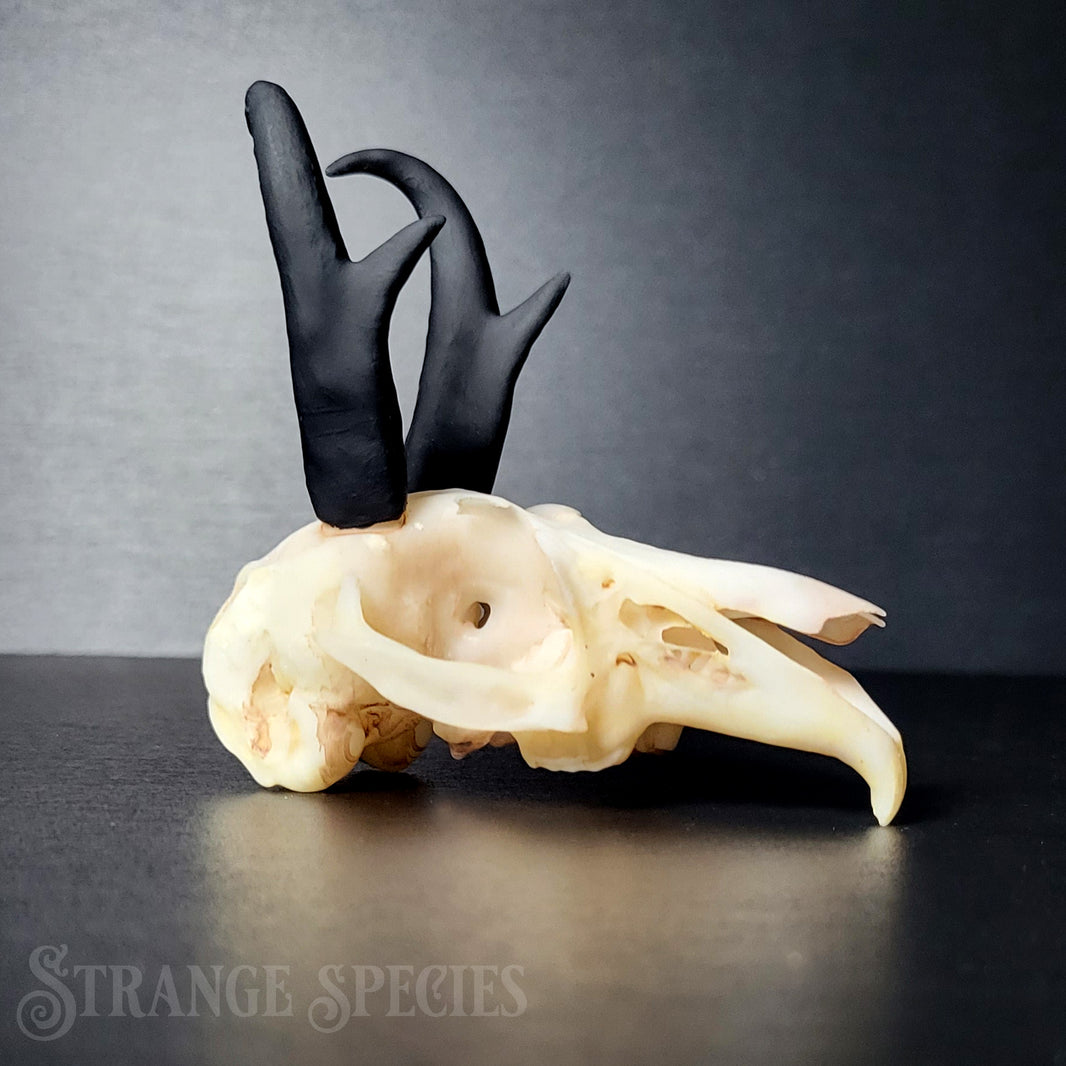 The Strange Skulls Collection – Strange Species