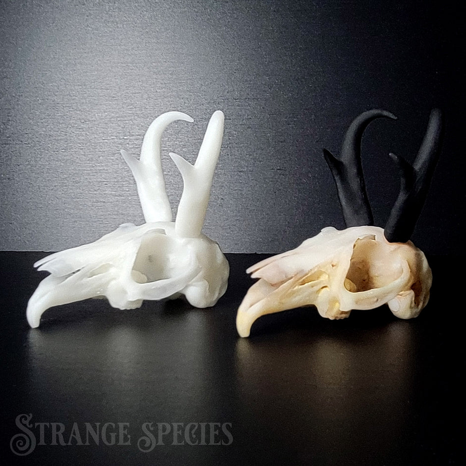 The Strange Skulls Collection – Strange Species