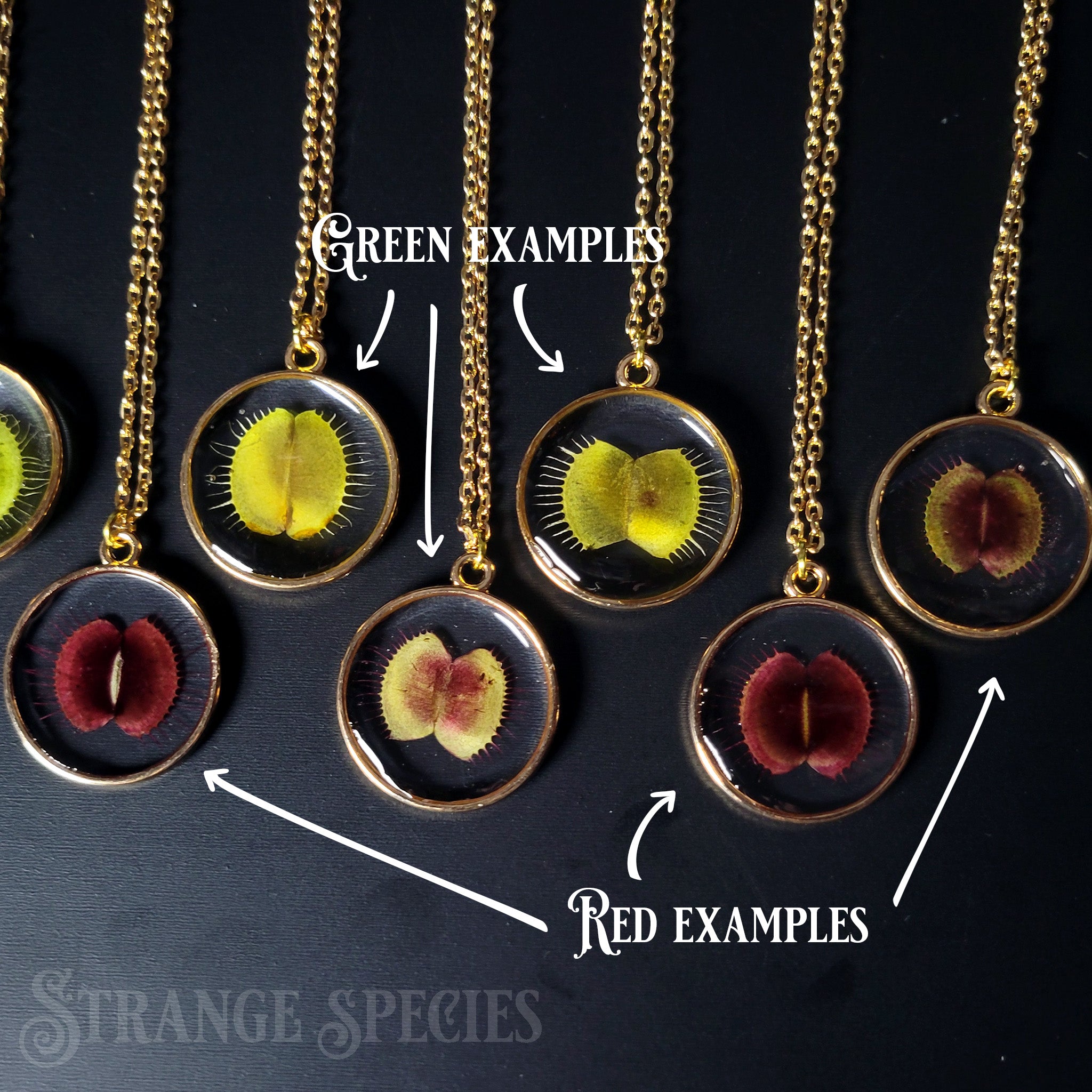Deadly Botany Preserved Venus Flytrap Necklace – Strange Species