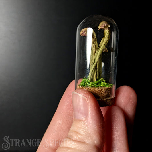 The Deadly Botany Collection – Strange Species