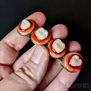 The Collection of Too Many Teeth – Strange Species